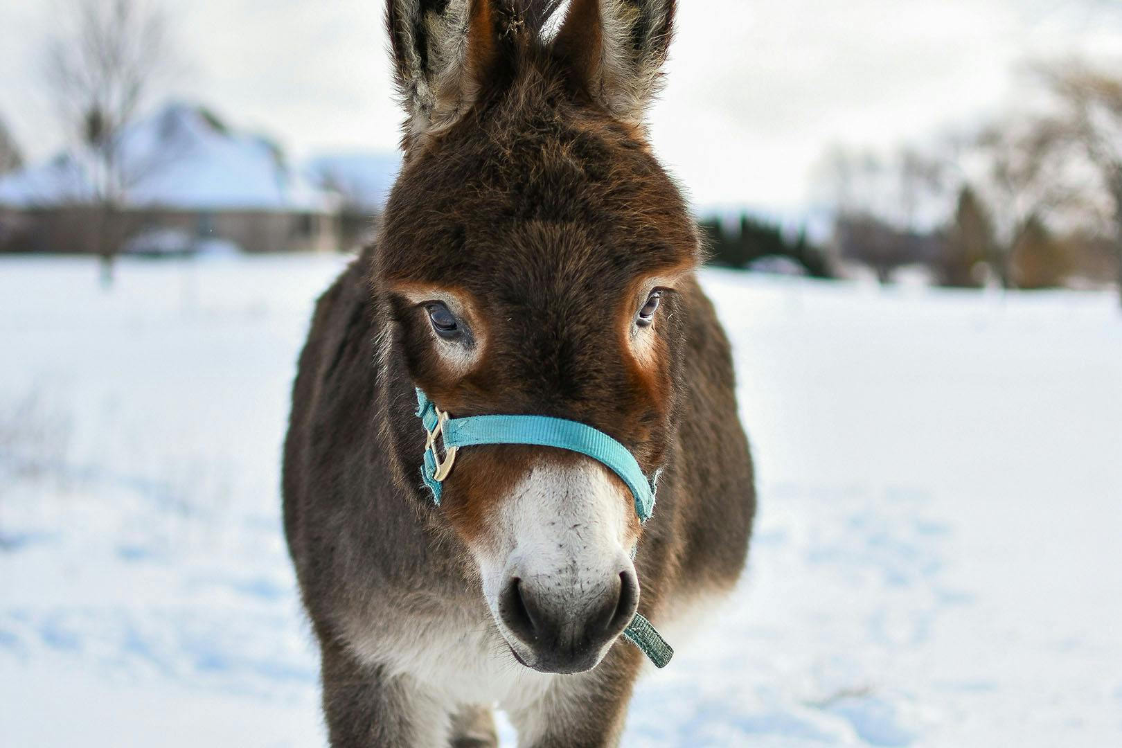 Enchanted Winter Festival – itison